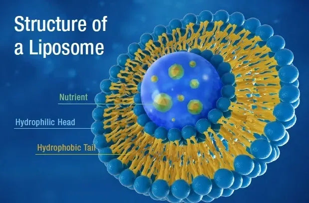 ValAsta - World's Most Powerful Natural Antioxidant